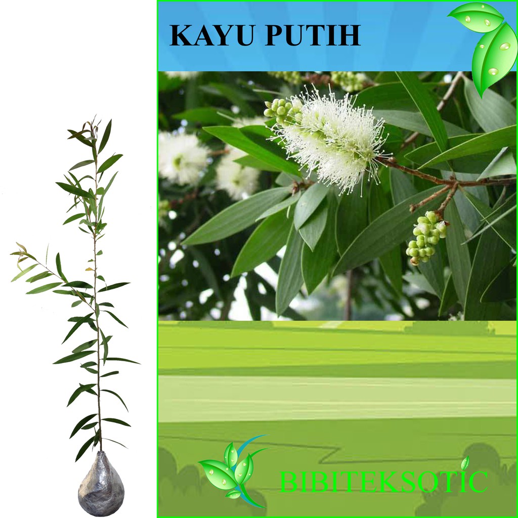 Jual Tanaman Kayu Putih (Tinggi 40-60 cm) Indonesia|Shopee Indonesia