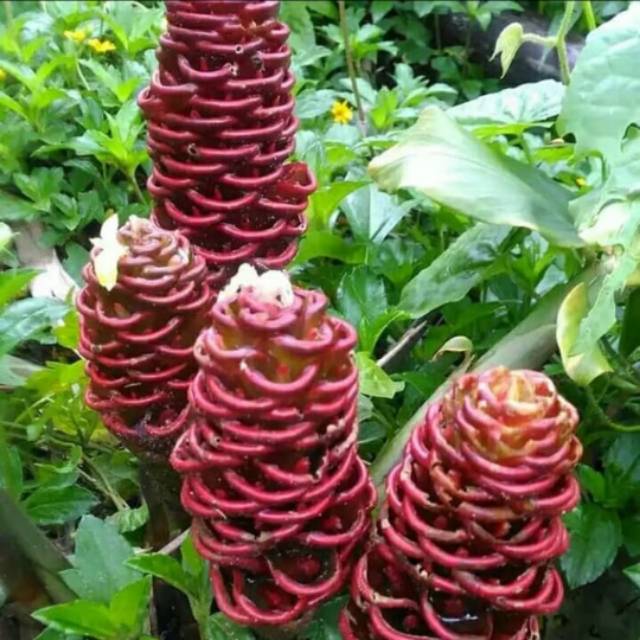 Jual Bibit tanaman bangle | Shopee Indonesia