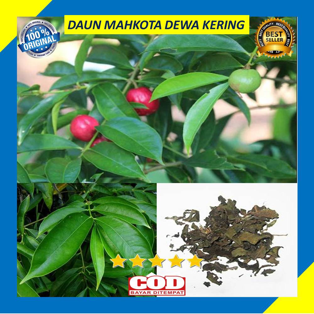 Jual Daun Mahkota Dewa Kering 100 Gram Obat Herbal | Shopee Indonesia