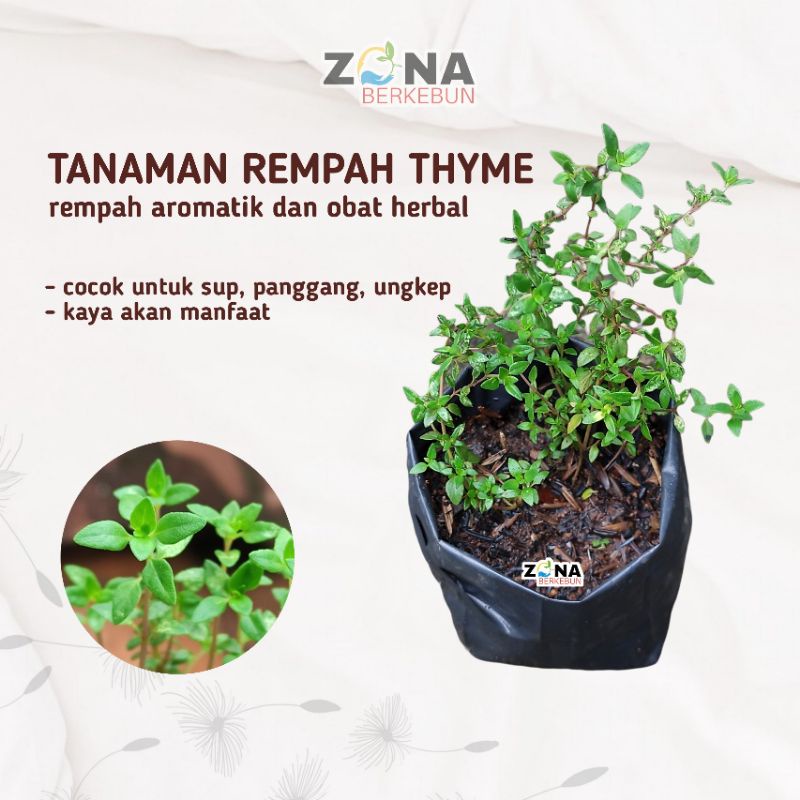 Jual PROMO Thyme Bibit Tanaman Timi / Thyme Bumbu penyedap masakan ...