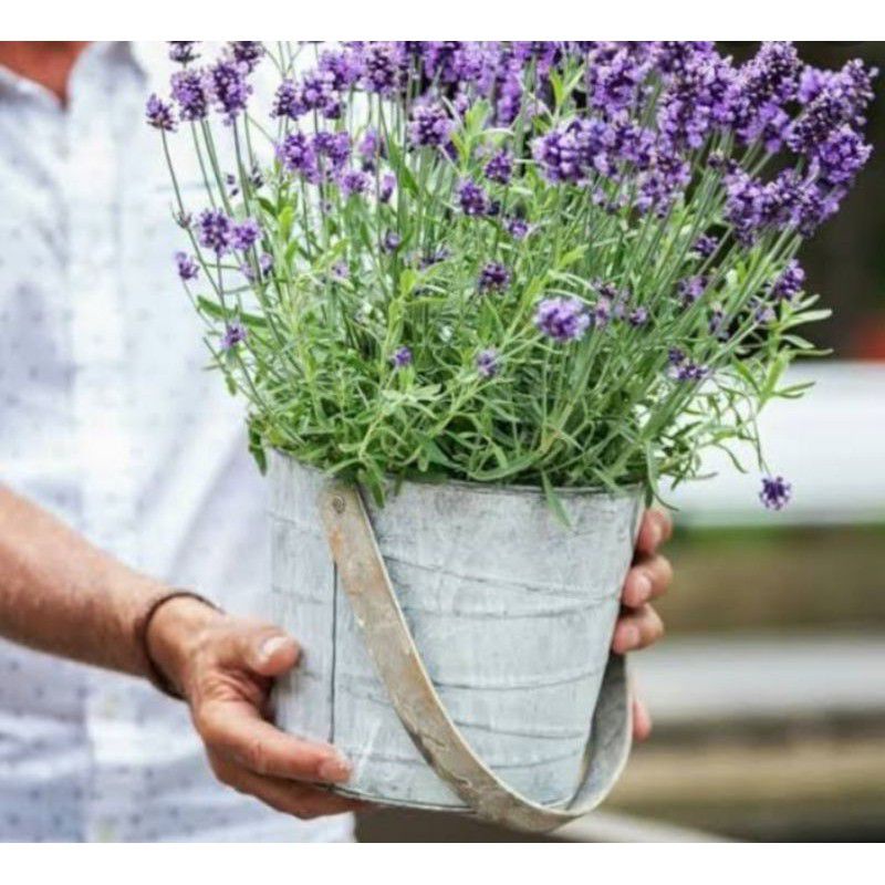 Jual bibit lavender tanaman pengusir nyamu extra promo beli 5 gratis 1 ...