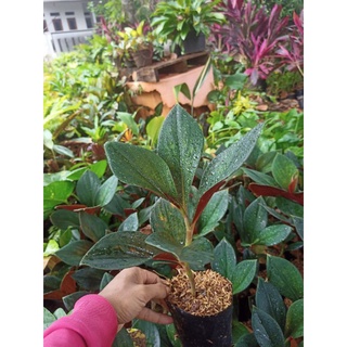 Jual Tanaman Pacing Merah - Pohon Pacing Merah - Tanaman Herbal Pacing ...