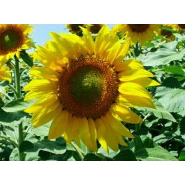 Rangkuman 31+ Bibit Tanaman Bunga Matahari Super Keren - Informasi ...