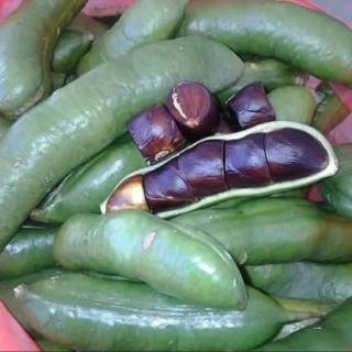 Julang jaling atau pete kabau | Shopee Indonesia