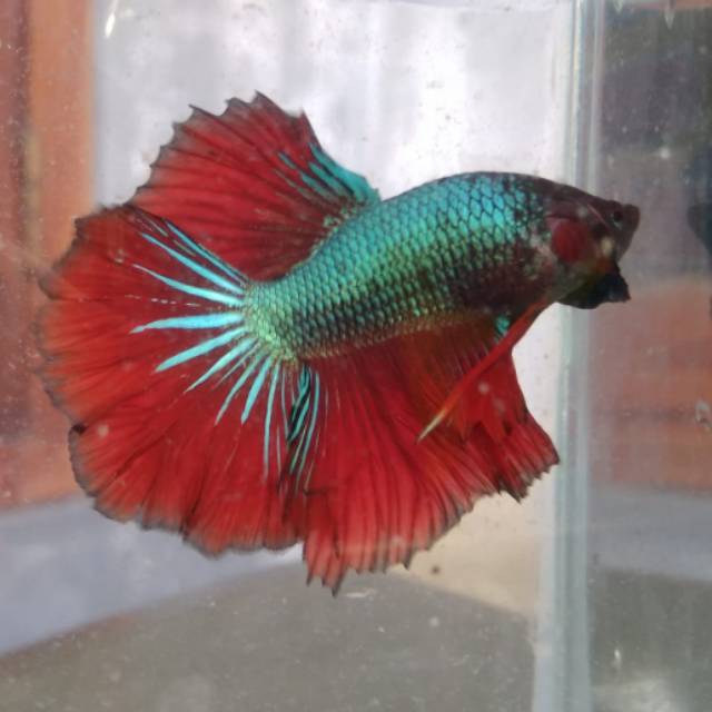 Punya Penampilan Cantik Habis, Yuk Kenalin Jenis-jenis Ikan Cupang