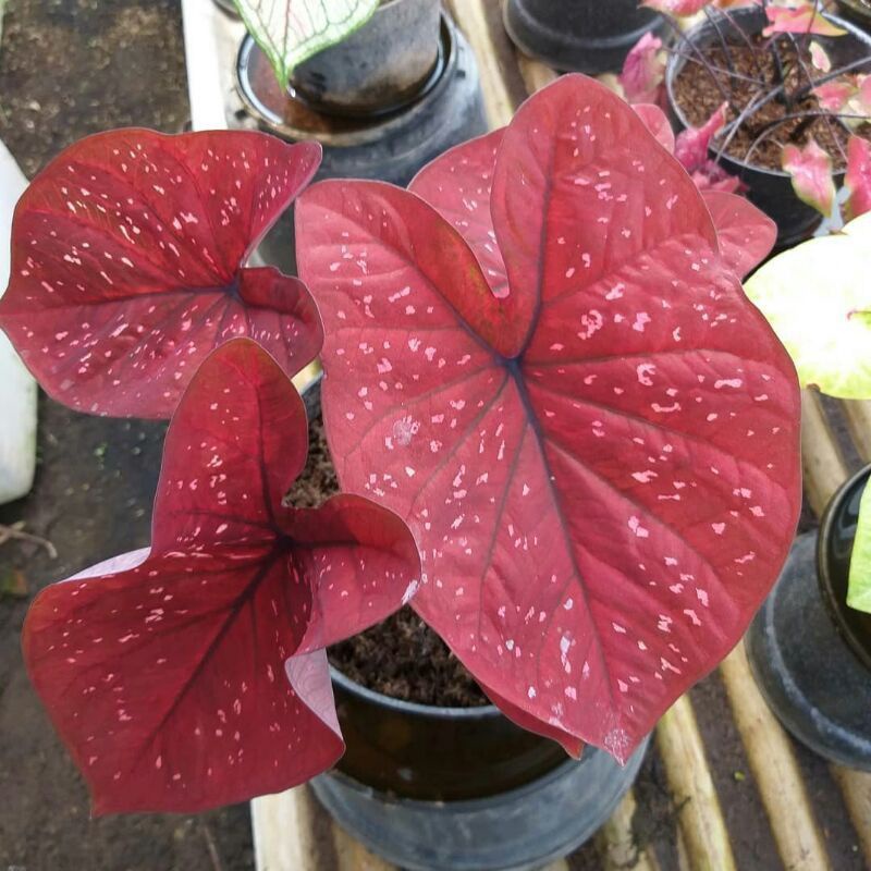 Jual Bonggolan Caladium Dark choco/Bunga Hias kaladium Dark Choco late ...