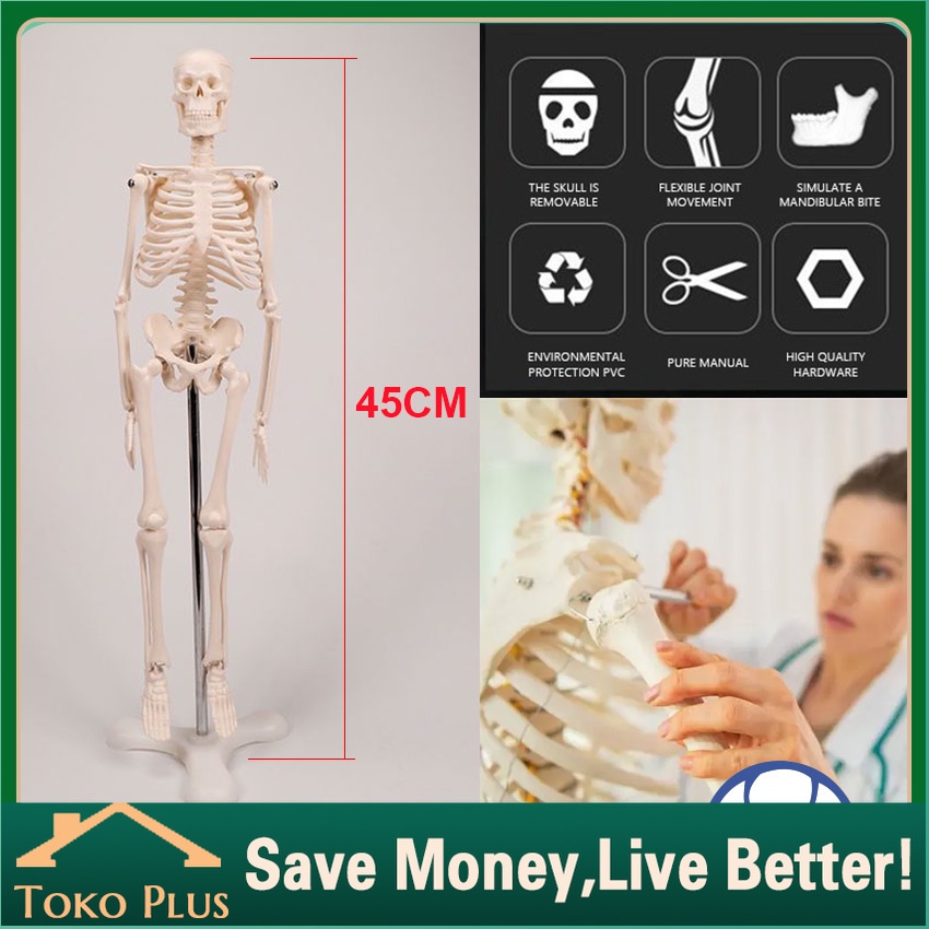 Jual Model Kerangka Manusia Dewasa mini 45cm | Torso Model Kerangka ... Jual Model Kerangka Manusia Dewasa mini 45cm | Torso Model Kerangka ...