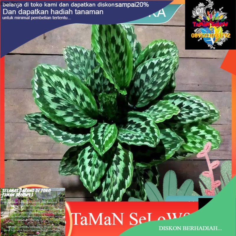 Jual pohon merak kencur/calathea merak (BELI 5 GRATIS 1) | Shopee Indonesia Jual pohon merak kencur/calathea merak (BELI 5 GRATIS 1) | Shopee Indonesia