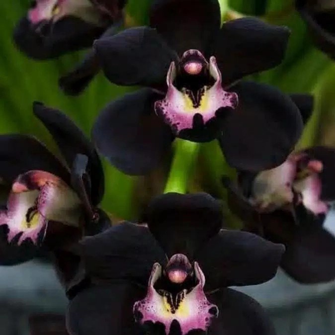 Jual Tanaman Hias Anggrek Dendrobium Black Papua-Anggrek Dendro Siap ...