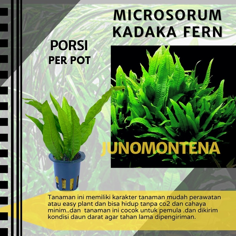 Jual Microsorum Pteropus Java Fern - Tanaman Aquarium - Aquascape ...