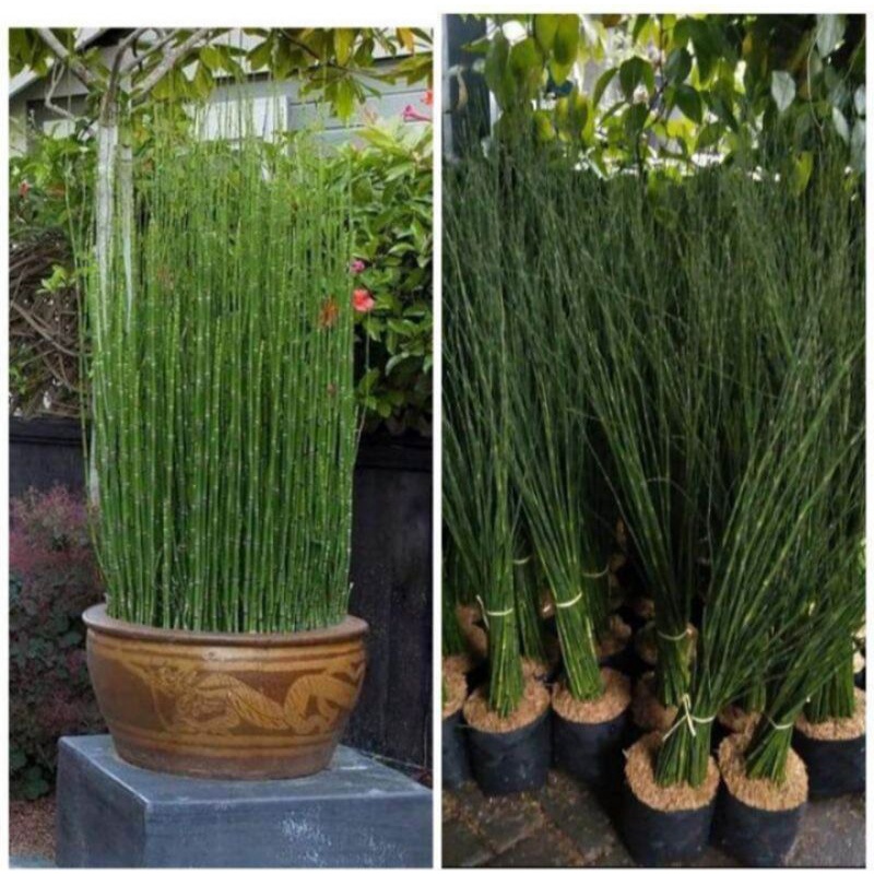 Jual tanaman hias bambu air-tanaman hidup diair Indonesia|Shopee Indonesia
