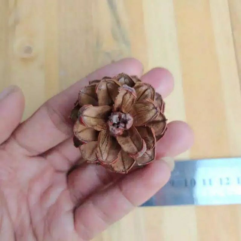Jual BUNGA PINUS KERING STROBILUS DRIED FLOWERS MAHAR RUSTIC DECOR 5 ...
