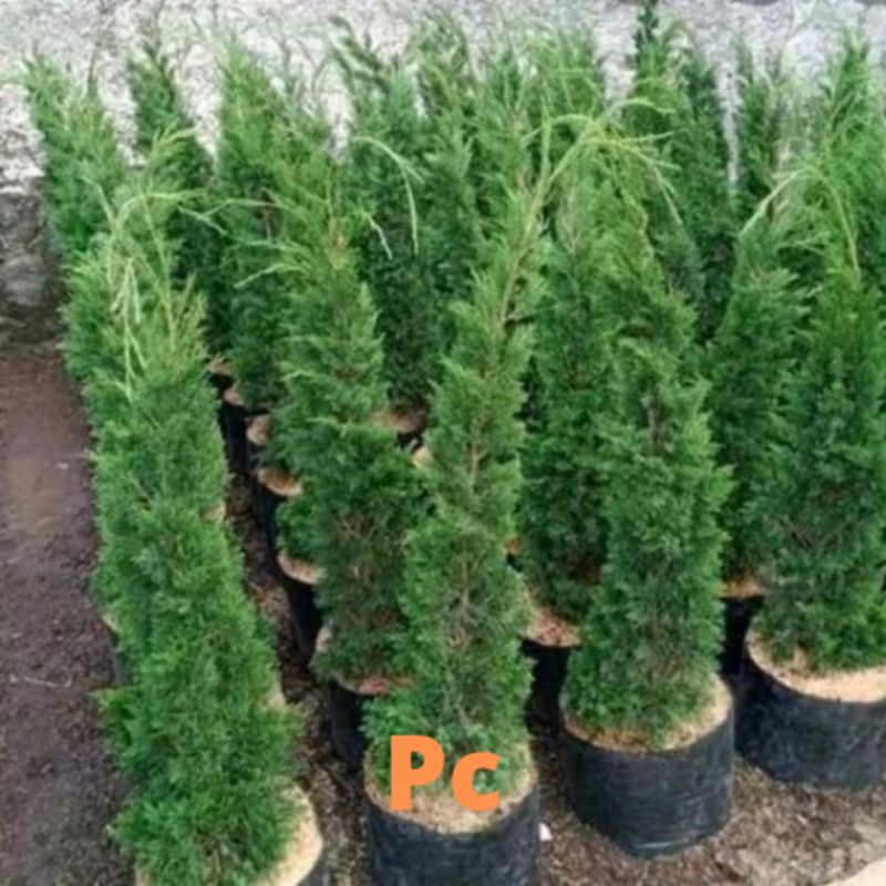 Jual Tanaman Hias Cemara Pua pua 100 cm 1 M | Shopee Indonesia