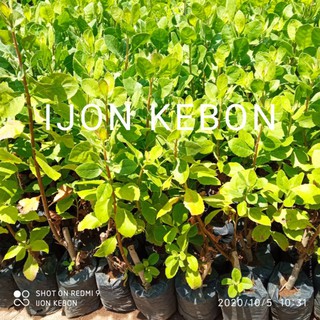 Jual bibit tanaman daun beluntas luntas untuk sayur dan lalapan ...