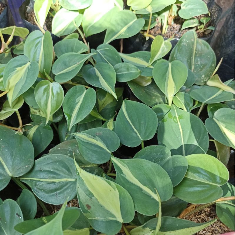 Jual Tanaman hias Sirih Brazil-Sirih gading Brazil-Tanaman rambat ...