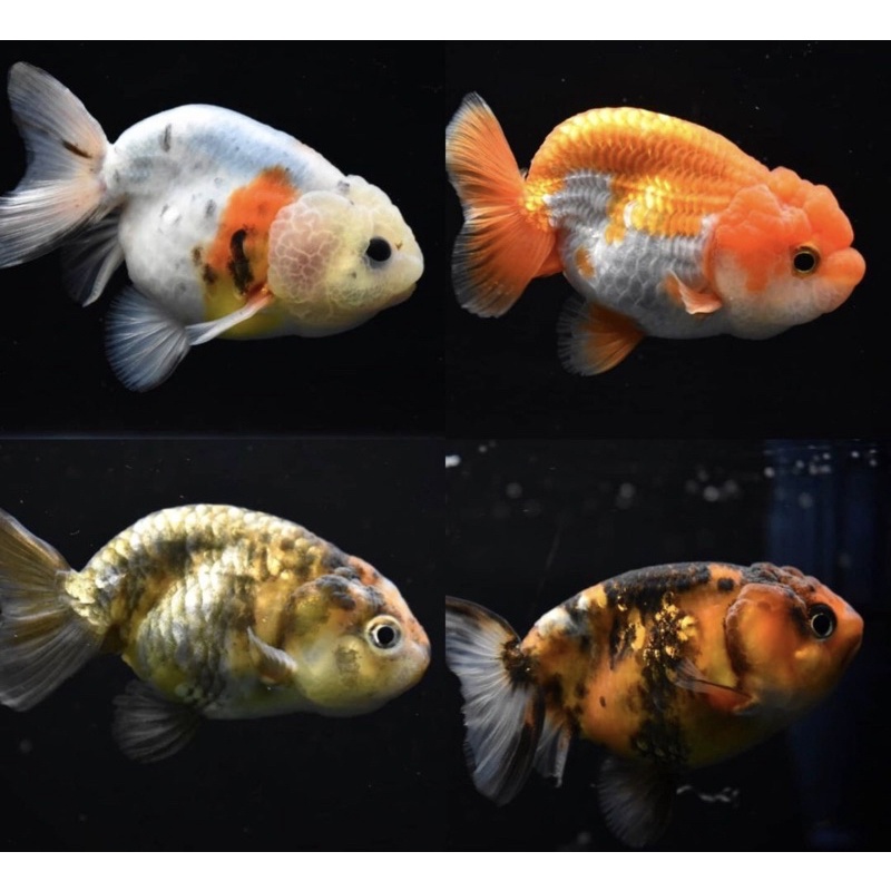 Jual Ikan Koki Ranchu 8cm | Shopee Indonesia