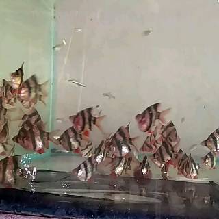 Jual Ikan hias tetra sumatra balon/perot, Tiger barb, | Shopee Indonesia