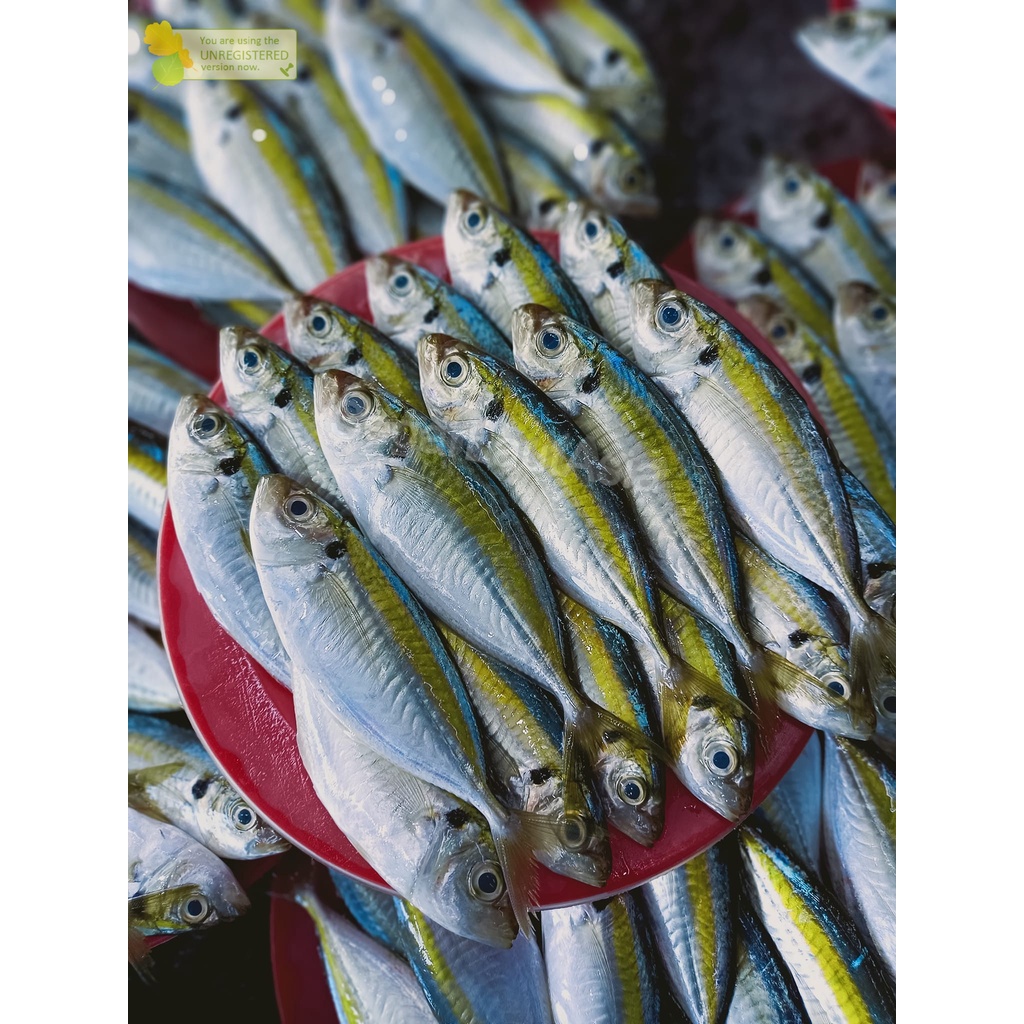 Jual Ikan Selar Kuning Ikan Selar Kuning Segar 1Kg | Shopee Indonesia Jual Ikan Selar Kuning Ikan Selar Kuning Segar 1Kg | Shopee Indonesia