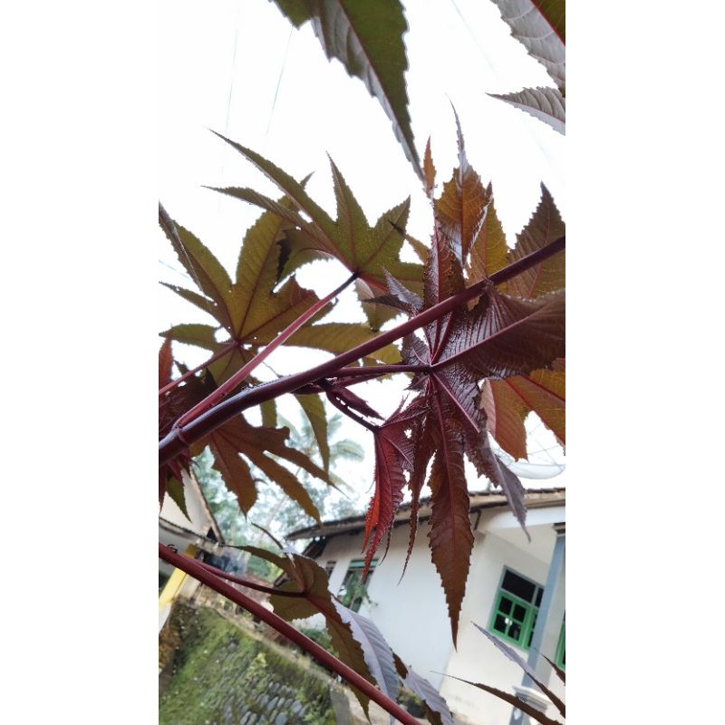 Jual Biji buah JARAK MERAH ( BIBIT JARAK MERAH ) | Shopee Indonesia Jual Biji buah JARAK MERAH ( BIBIT JARAK MERAH ) | Shopee Indonesia