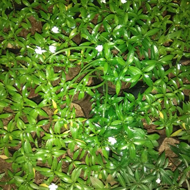 Harga Rambosa Terbaru Juli 2022 |BigGo Indonesia