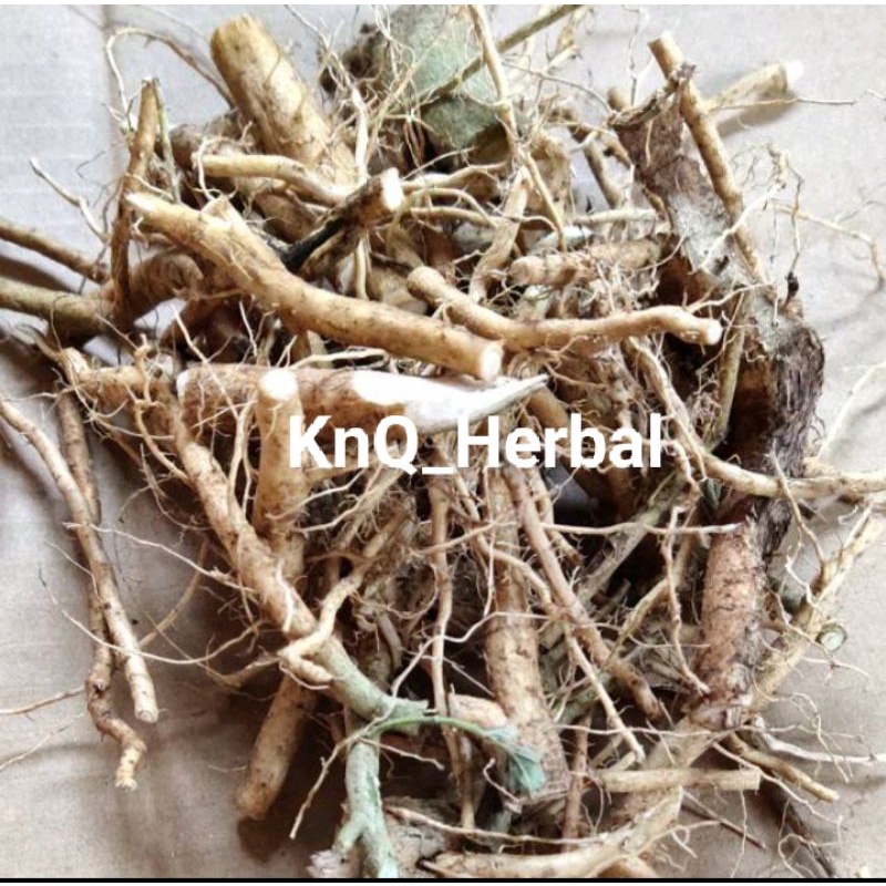 Jual Akar Sidaguri Jantan Sadagori Asli Segar 1kg | Shopee Indonesia