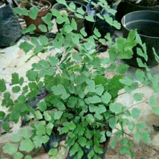 Jual tanaman hias paku supril | Shopee Indonesia