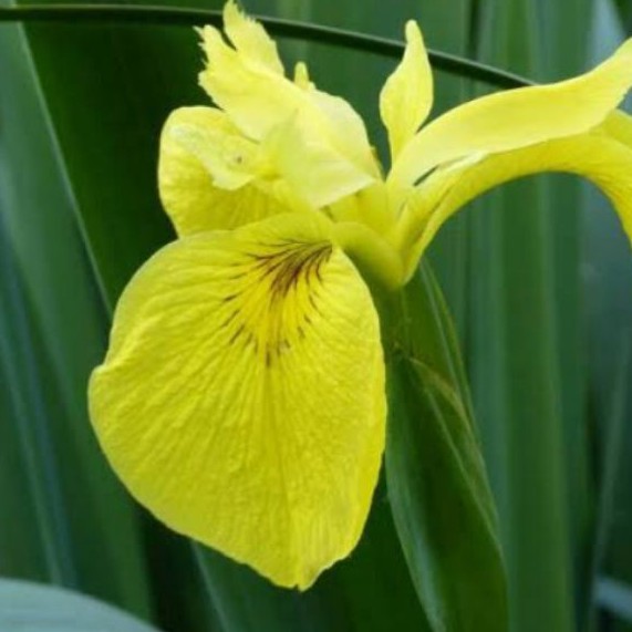 Jual Tanaman hias Yellow Iris#Airis memiliki daun warna hijau dan bunga ...