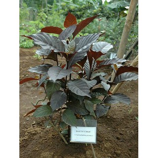 Handeuleum, pohon daun ungu, tanaman herbal, obat ambeyen, obat wasir ...