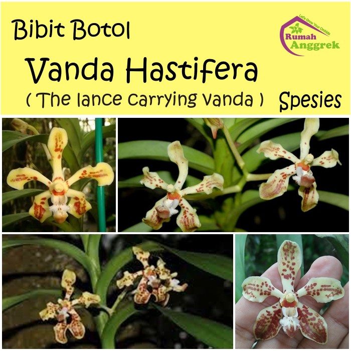 Jual Bibit Botol Vanda Hastifera spesies anggrek seedling kalimantan ...