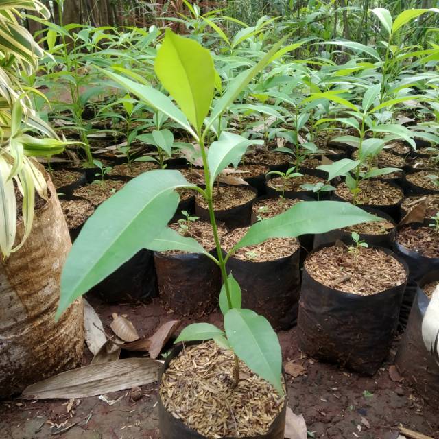 Jual Bibit Pohon Pulai atau Pule Pohon Pelindung Alstonia Scholaris ...