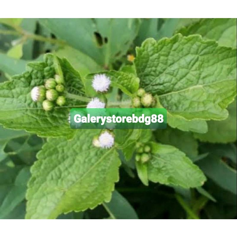 Jual Daun Bandotan Segar Daun Babadotan Fresh 1 Kg Shopee Indonesia
