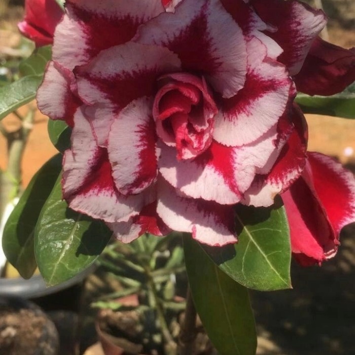 Jual adenium bunga tumpuk "colours" | Shopee Indonesia