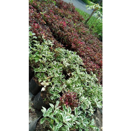 Jual krokot varigata hijau putih | Shopee Indonesia