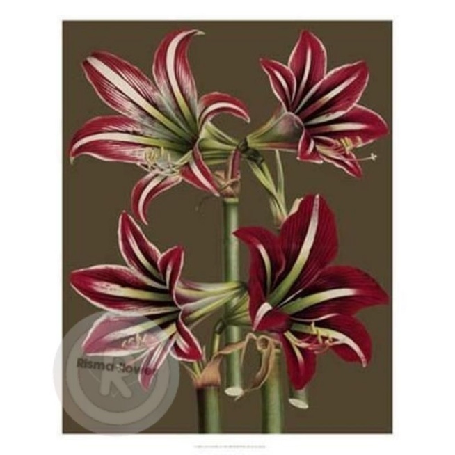 Jual Tanaman hias Bakung amarilis bunga merah maroon kombinasi ( bunga ...