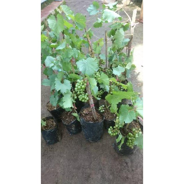 Bibit Pohon Anggur