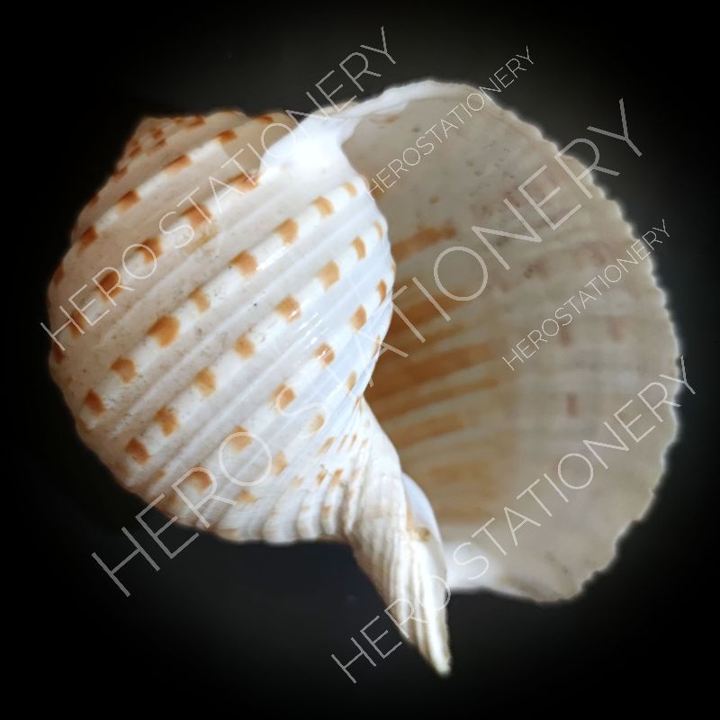 Jual Cangkang shell rumah keong siput Tonna sp binga | Shopee Indonesia