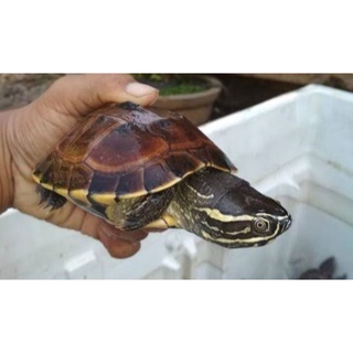 Jual kura kura air kura MSE , kura unik kura lucu kura malayan snail ...