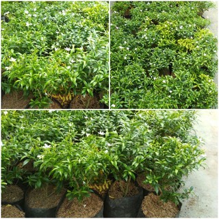 Jual Bibit BUNGA ROMBUSA (kondisi berbunga) | Shopee Indonesia