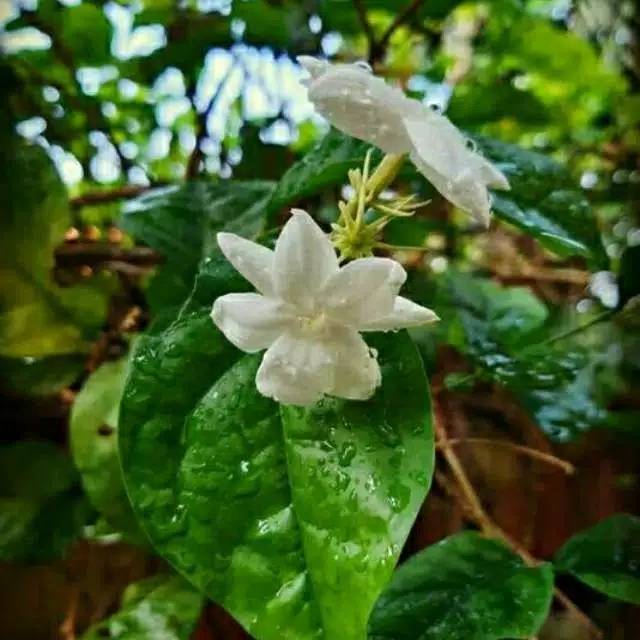 Jual Tanaman Melati kampung - melati wangi - melati jawa | Shopee Indonesia