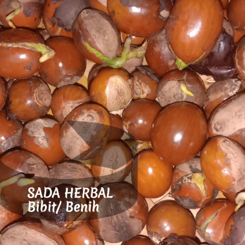 Jual Jual Benih Biji Buah Alkesa Sawo Mentega Campolay 30 Biji | Shopee ... Jual Jual Benih Biji Buah Alkesa Sawo Mentega Campolay 30 Biji | Shopee ...