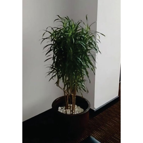 Jual Tanaman hias suji belut indoor/outdoor | Shopee Indonesia