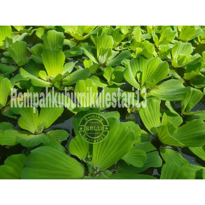 Jual Apu-apu Kayu apung tanaman air kayu apung apu-apu tanaman hias air ...