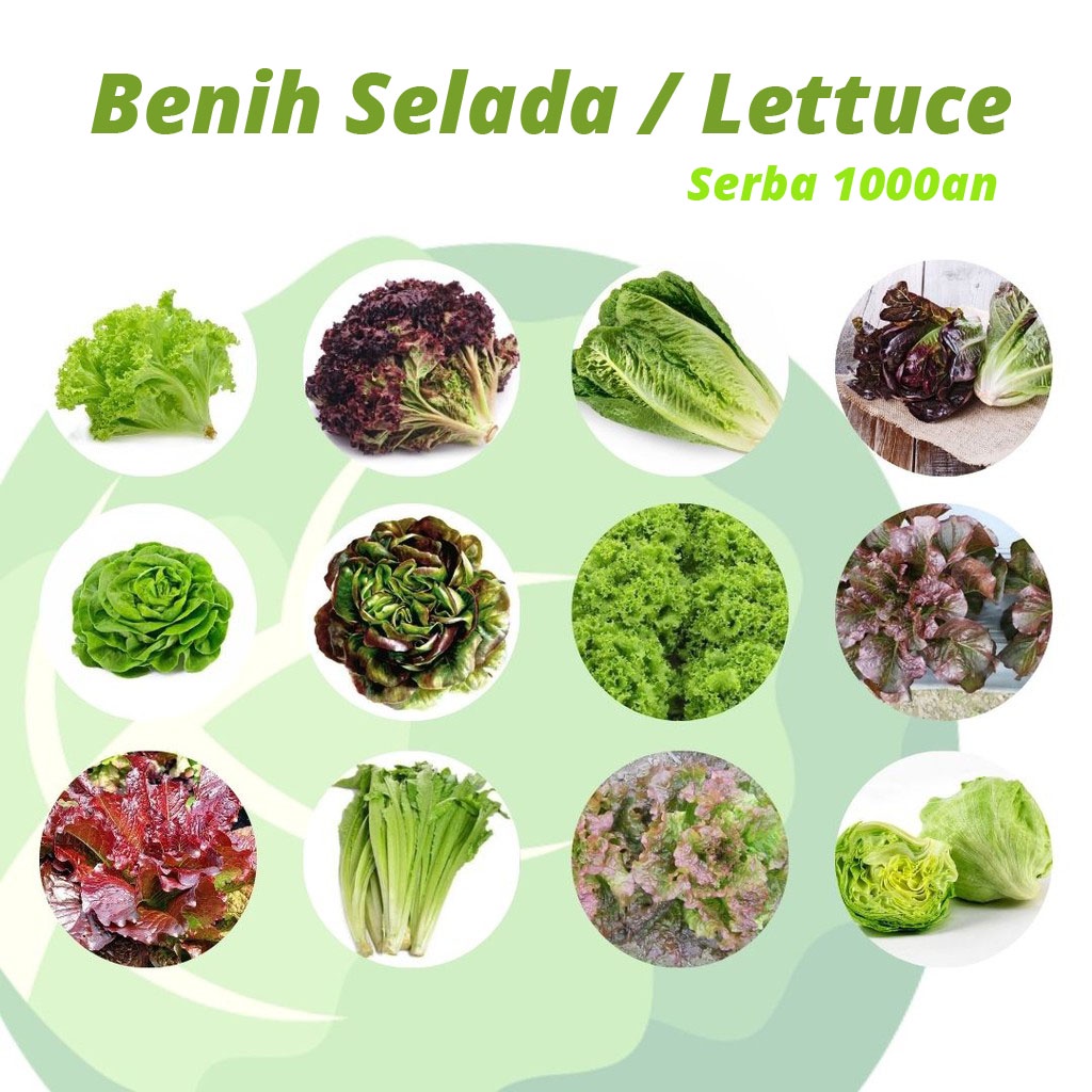 Jual Benih Selada Keriting / Lettuce Romaine / Oakleaf / Butterhead / Crop / Kepala / Head ...