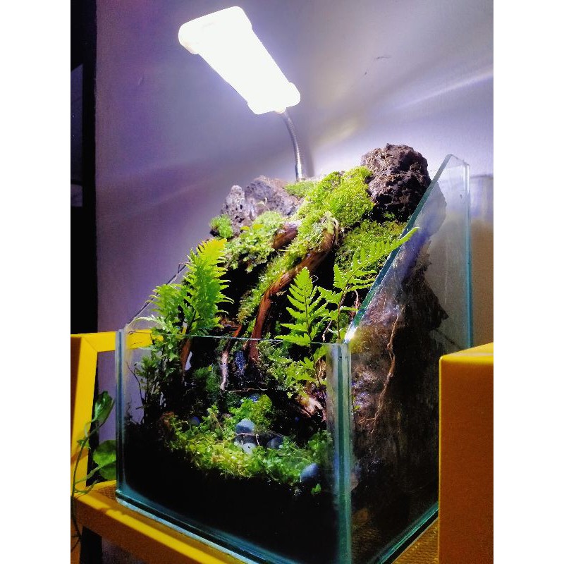 Jual jasa pembuatan mini vivarium 20 cm Indonesia|Shopee Indonesia