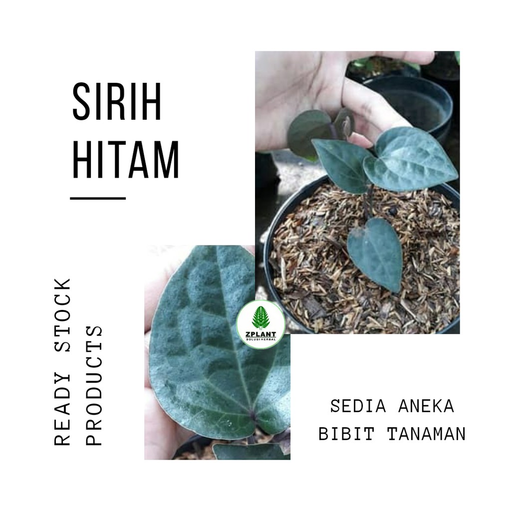 Bibit Sirih Hitam Pohon Sirih Hitam Daun Sirih Hitam Tanaman Obat ...