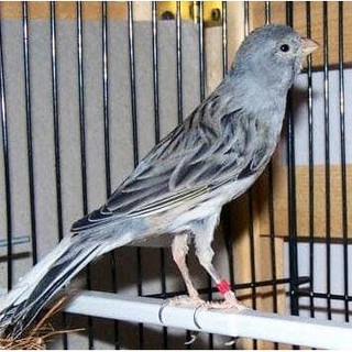 Jual BURUNG KENARI STARBLUE STAR BLUE JAMIN JANTAN BUNYI NGERIWIK RING ...