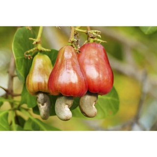 Jual Benih Bibit Biji - Jambu Monyet Mede Kacang Mete Cashew Nut Tree ...
