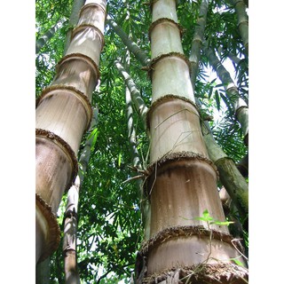 Jual Bibit Bambu Petung / Awi Bitung / Dendrocalamus asper / bambu ...