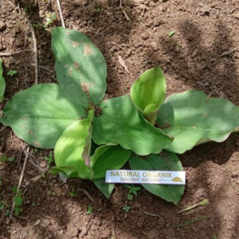 Jual Tanaman Kencur Herbal Cikur rempah dapur | Shopee Indonesia