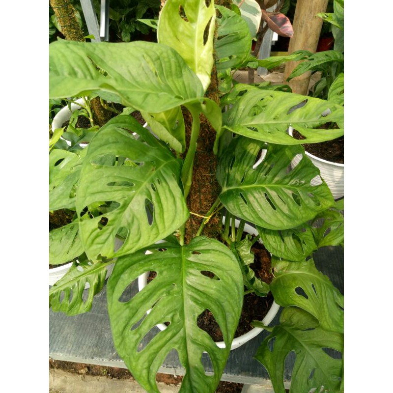 Jual Tanaman hias monstera acuminata asli (promo) | Shopee Indonesia